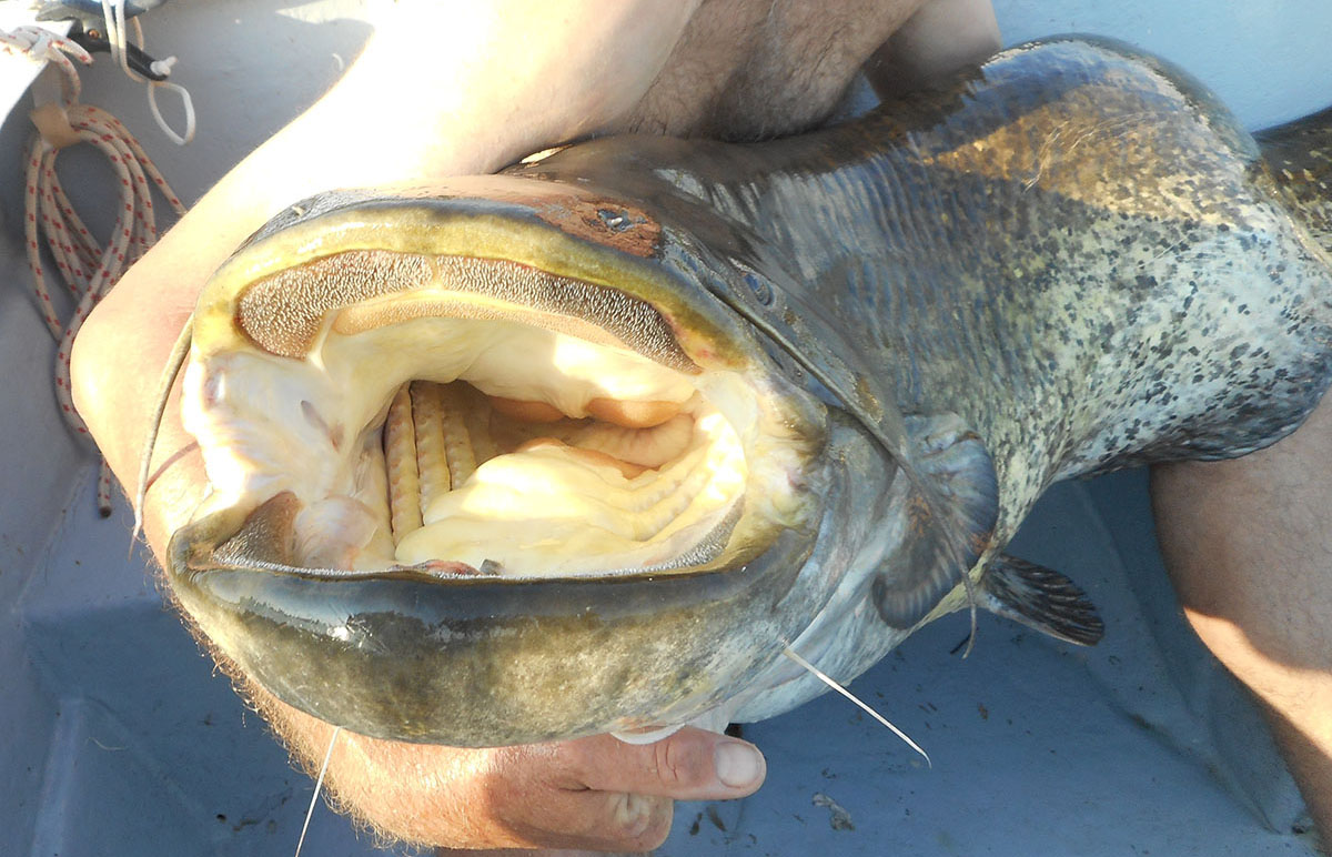 Where in the Monster-Fish World is Mark Spitzer? – UNP blog